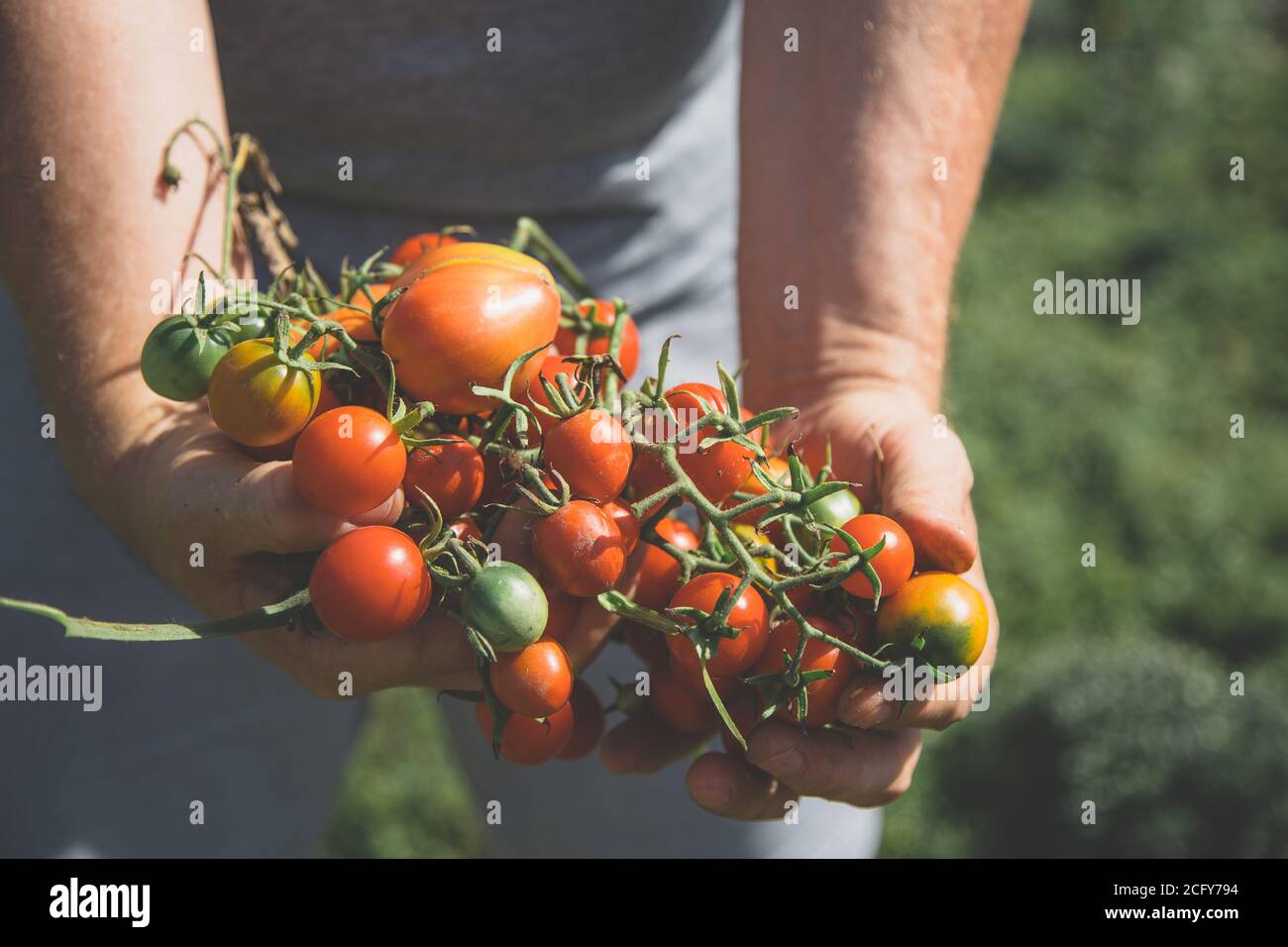 Tomato harvest farmers hands hi-res stock photography and images - Alamy