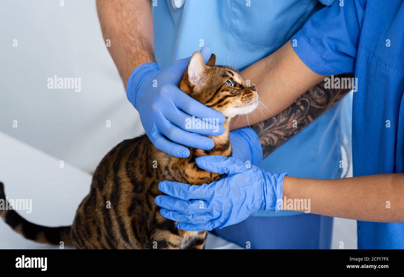 Veterinarian check up cat hi-res stock photography and images - Alamy