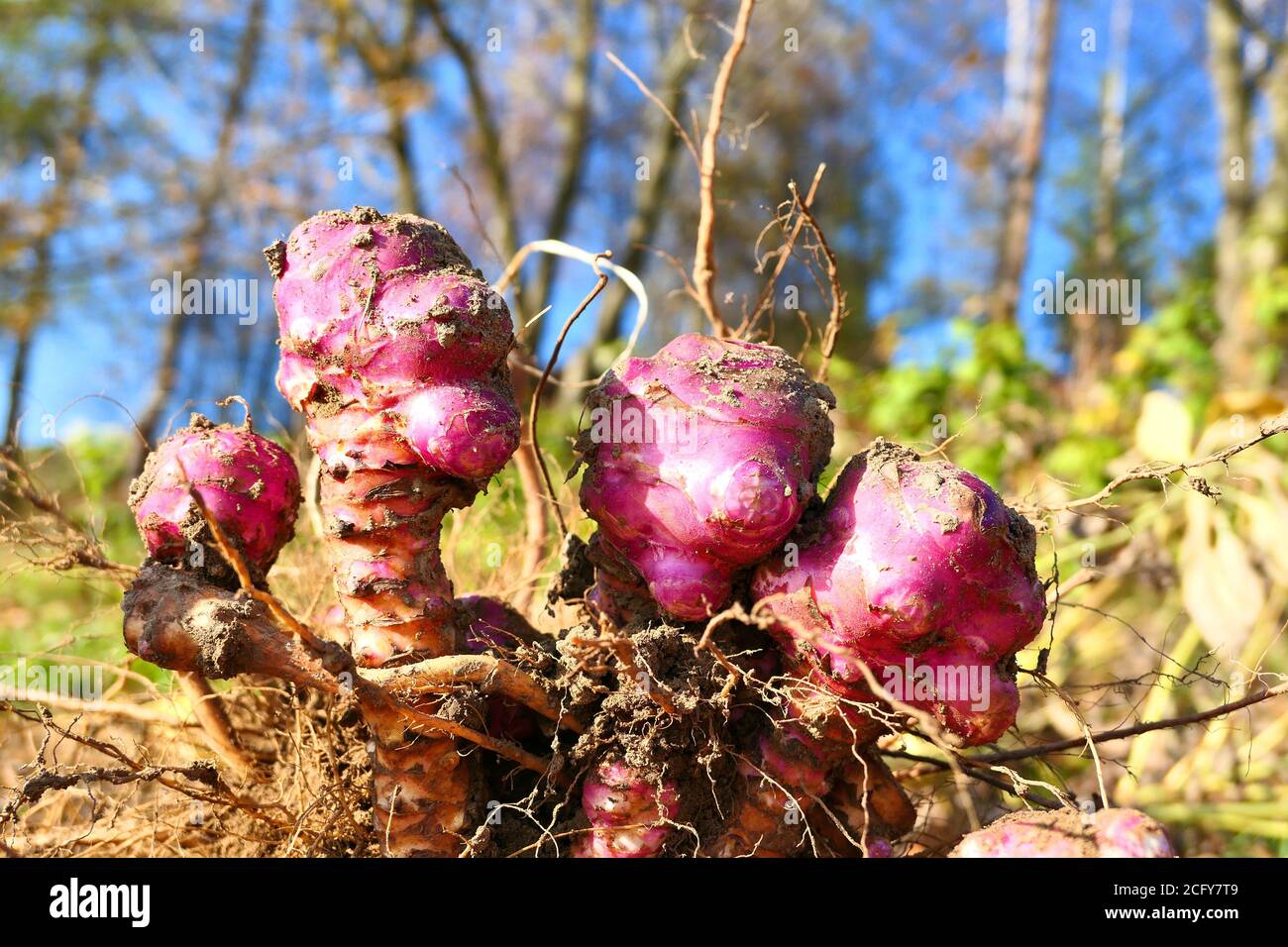 Jerusalem artichoke hi-res stock photography and images - Alamy