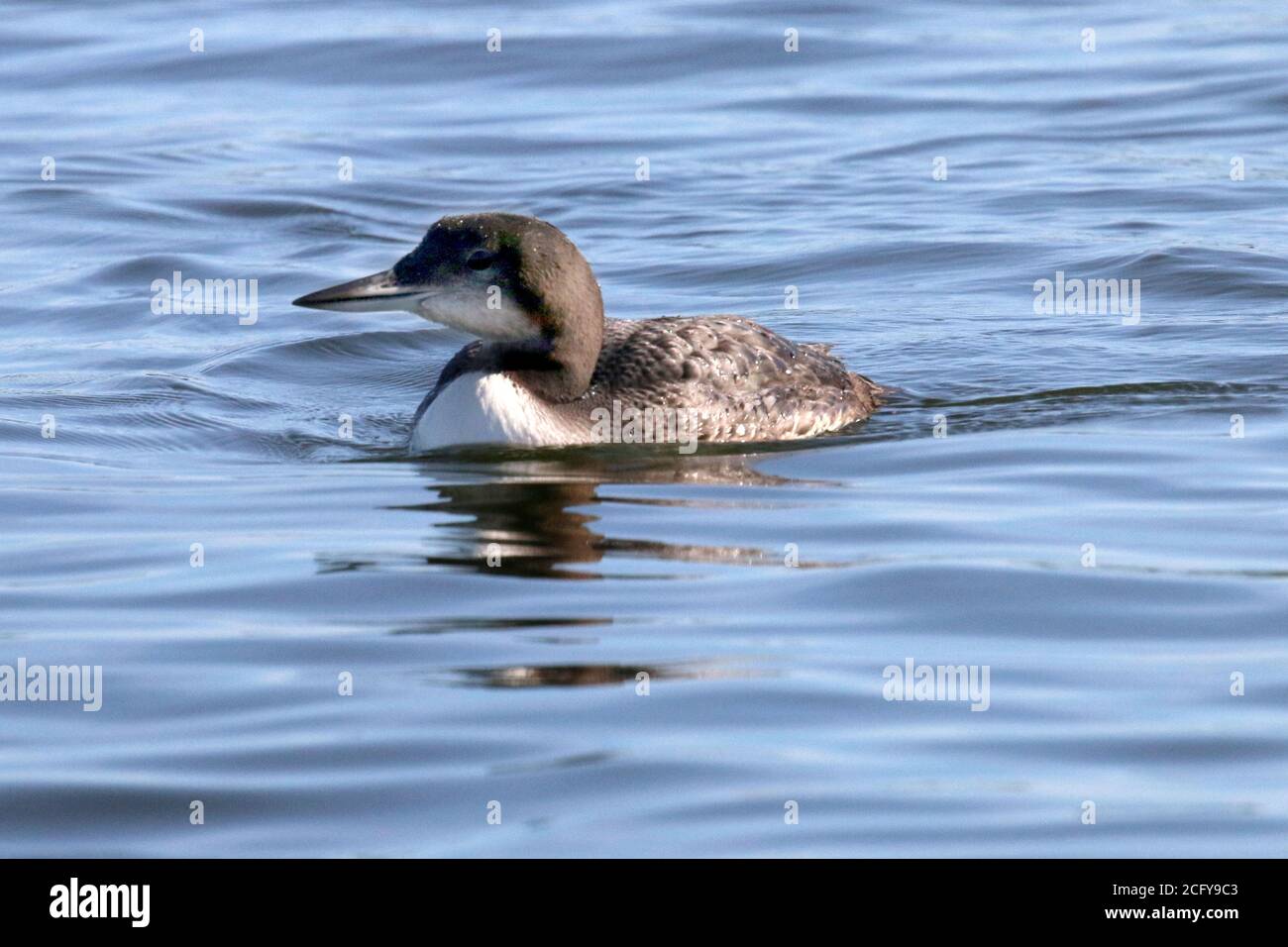Almost Adult Loon chick preening and swimming with Mother Loon Stock ...
