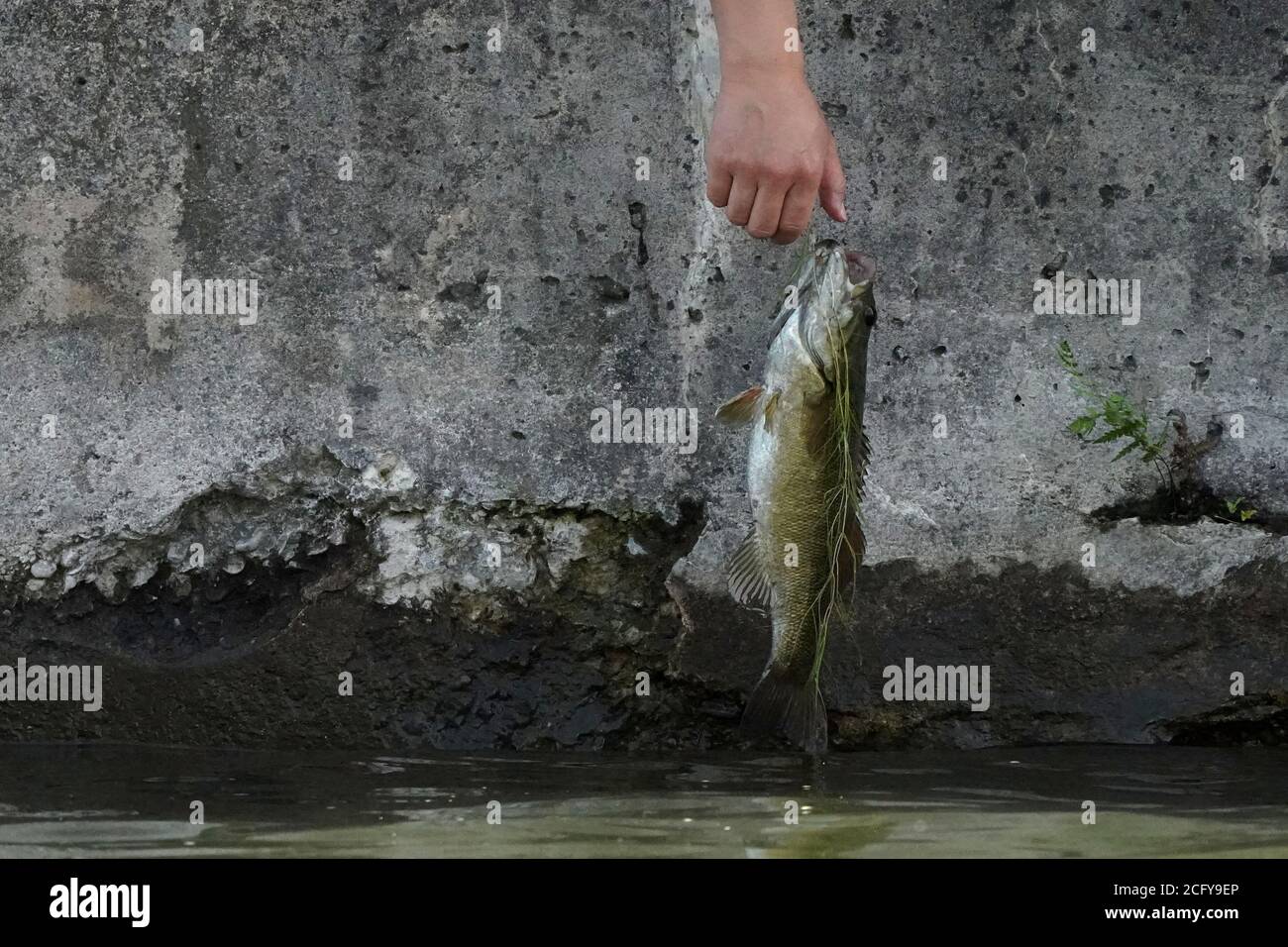 Lifting fish out of water hi-res stock photography and images - Alamy