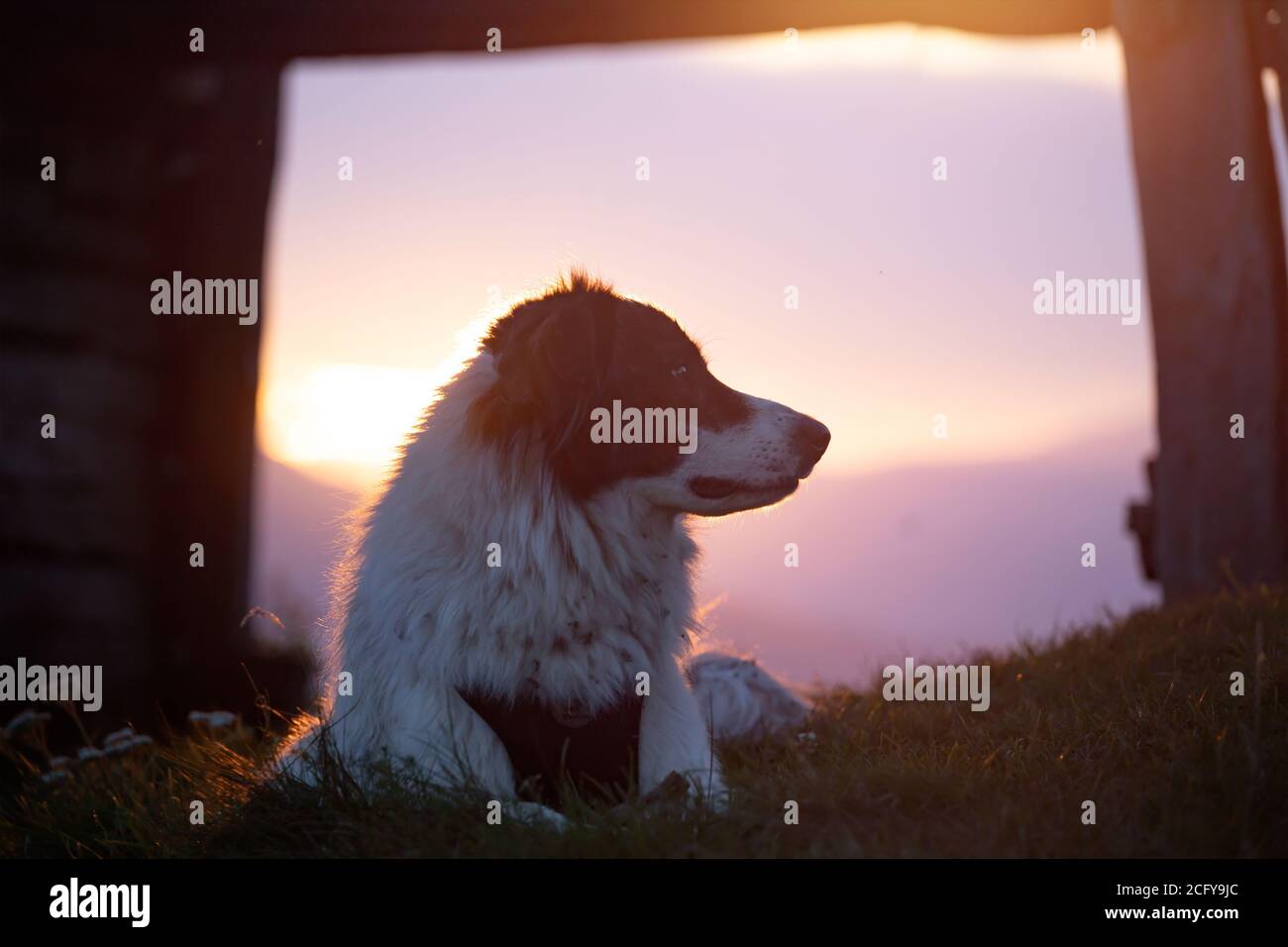 Beautiful white sheepdog sitting near a wooden shack in magic sunset ...