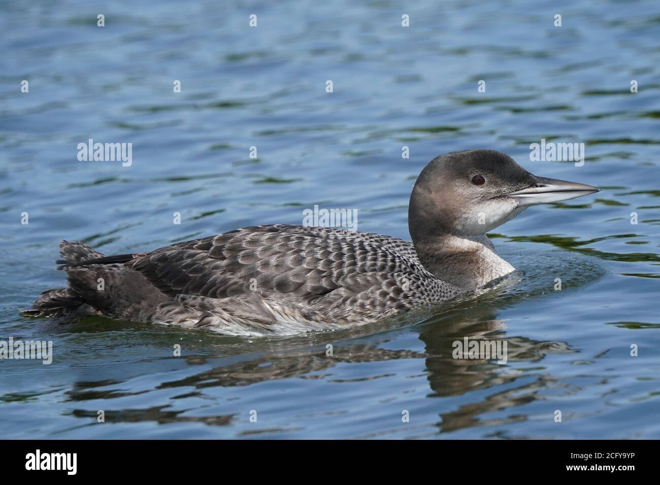 Common loon swimming underwater hi-res stock photography and images - Alamy