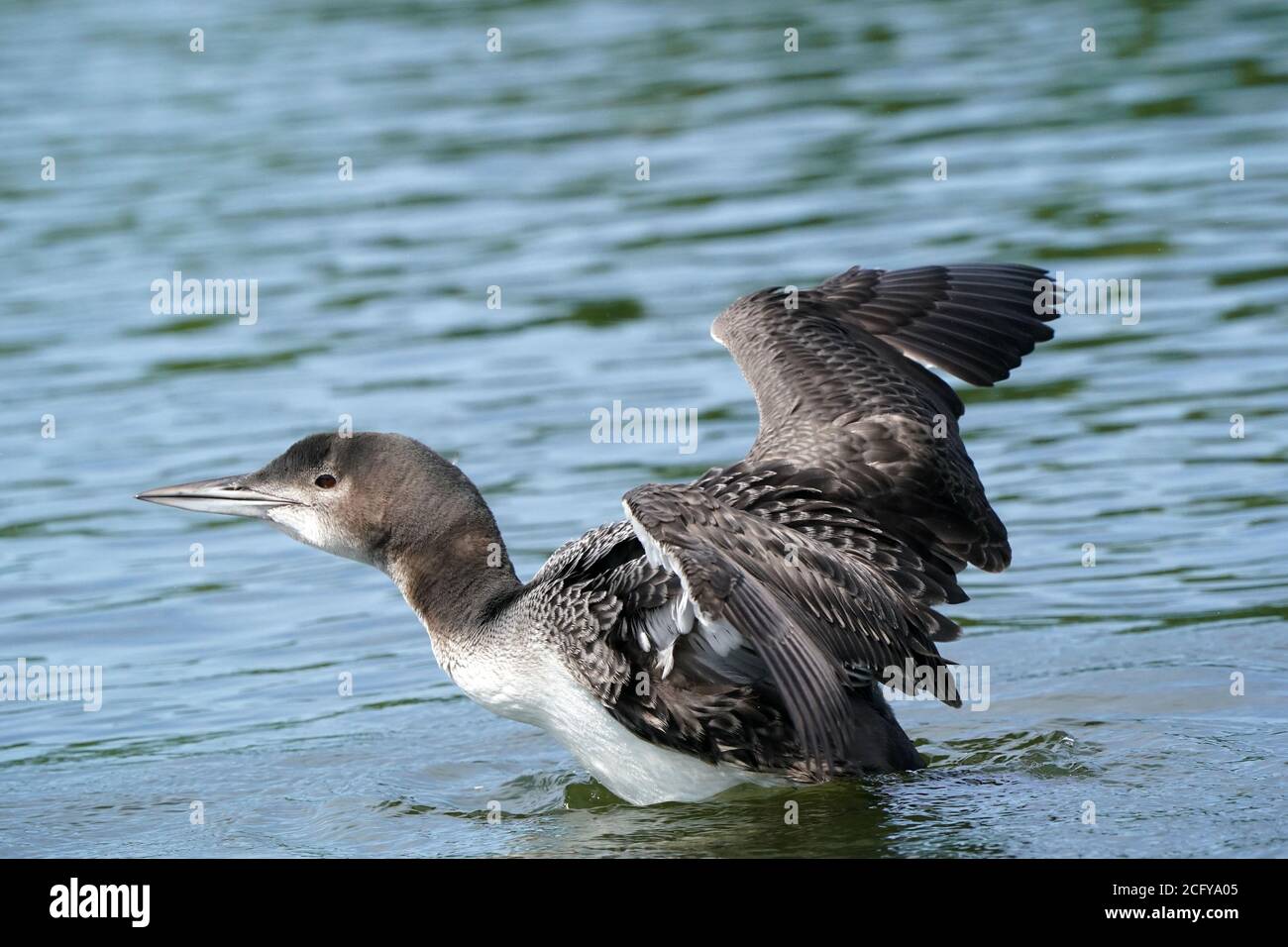 Common loon swimming underwater hi-res stock photography and images - Alamy