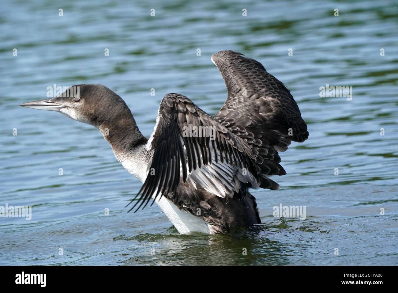 Common loon swimming underwater hi-res stock photography and images - Alamy