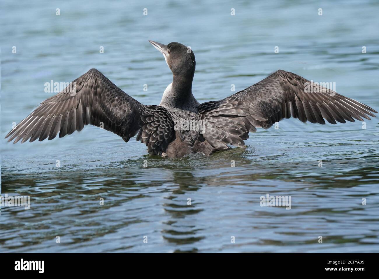 Common loon swimming underwater hi-res stock photography and images - Alamy