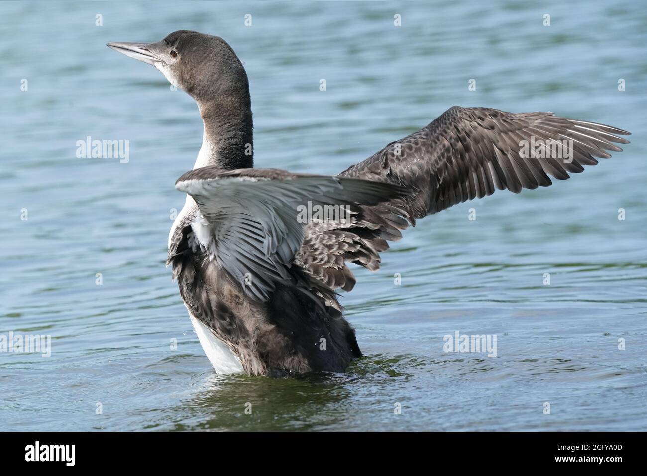 Loon swimming underwater hi-res stock photography and images - Alamy