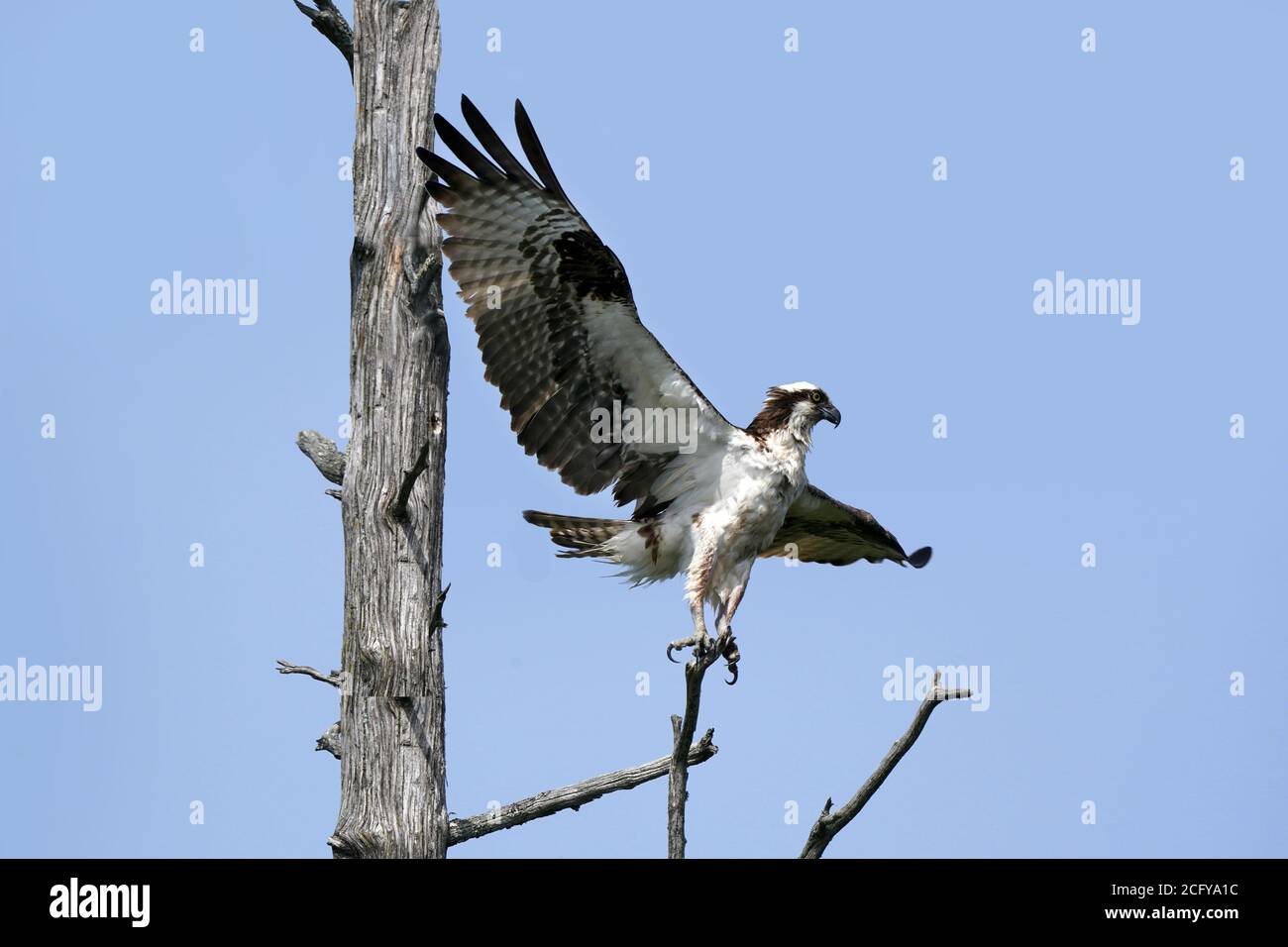 Osprey taking off from dead branch Stock Photo - Alamy