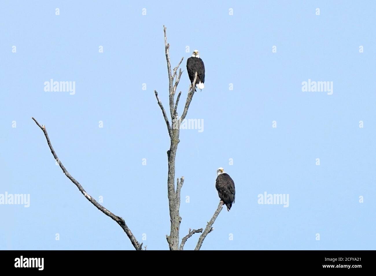 Five Bald Eagles High Resolution Stock Photography and Images - Alamy