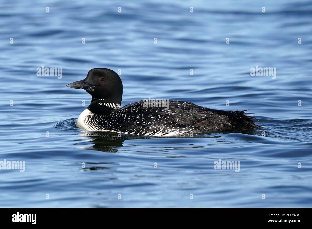 Common loon swimming underwater hi-res stock photography and images - Alamy