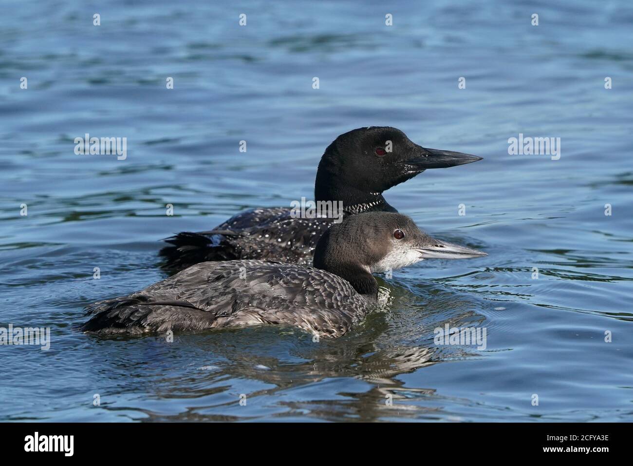 Common loon swimming underwater hi-res stock photography and images - Alamy