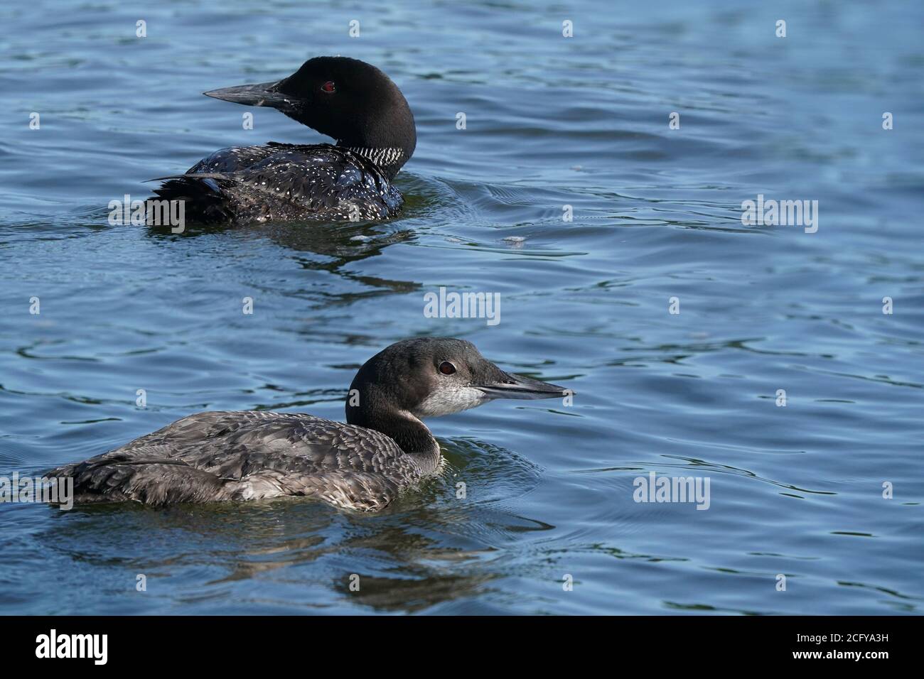 Common loon swimming underwater hi-res stock photography and images - Alamy