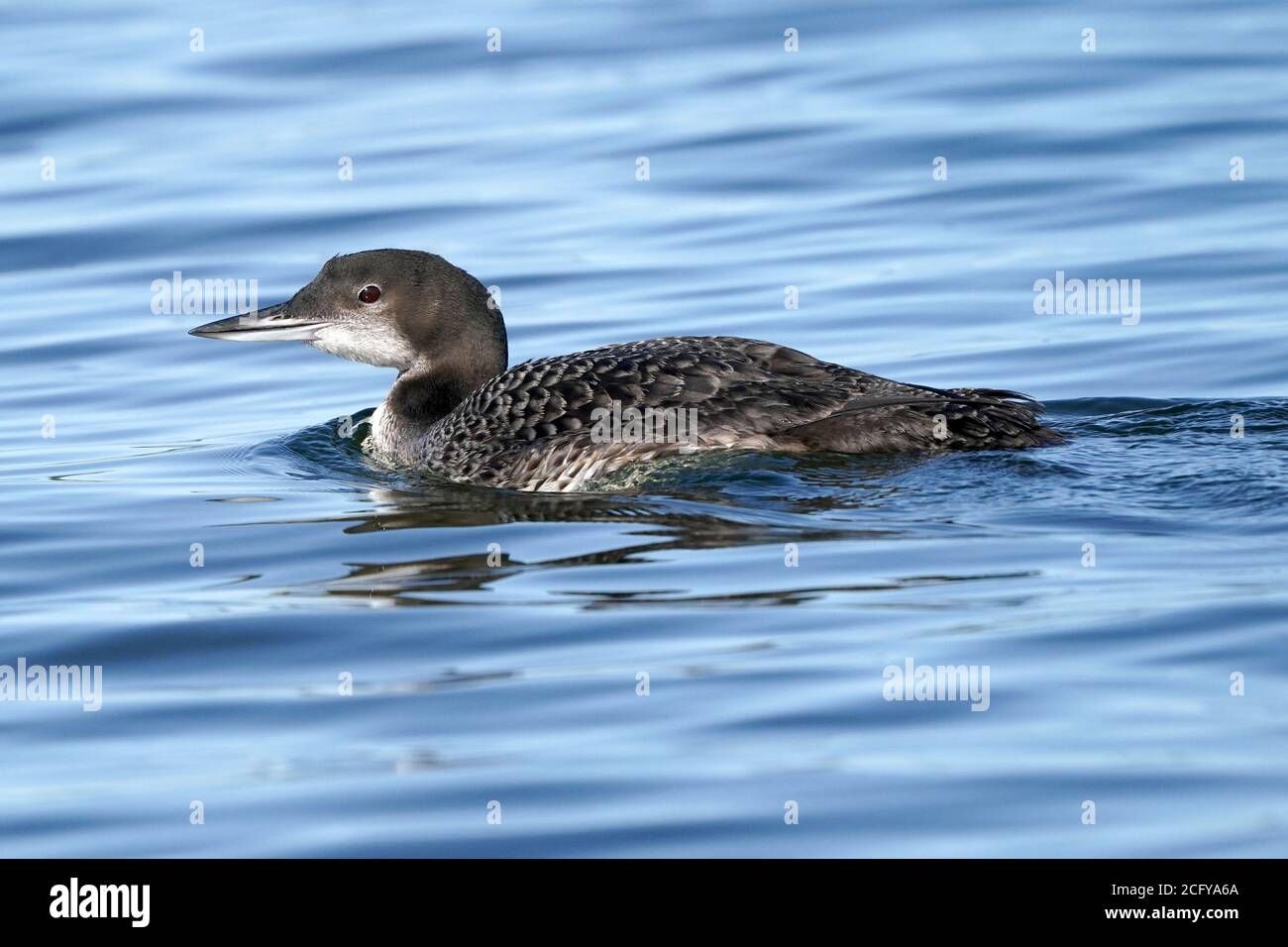 Common loon swimming underwater hi-res stock photography and images - Alamy