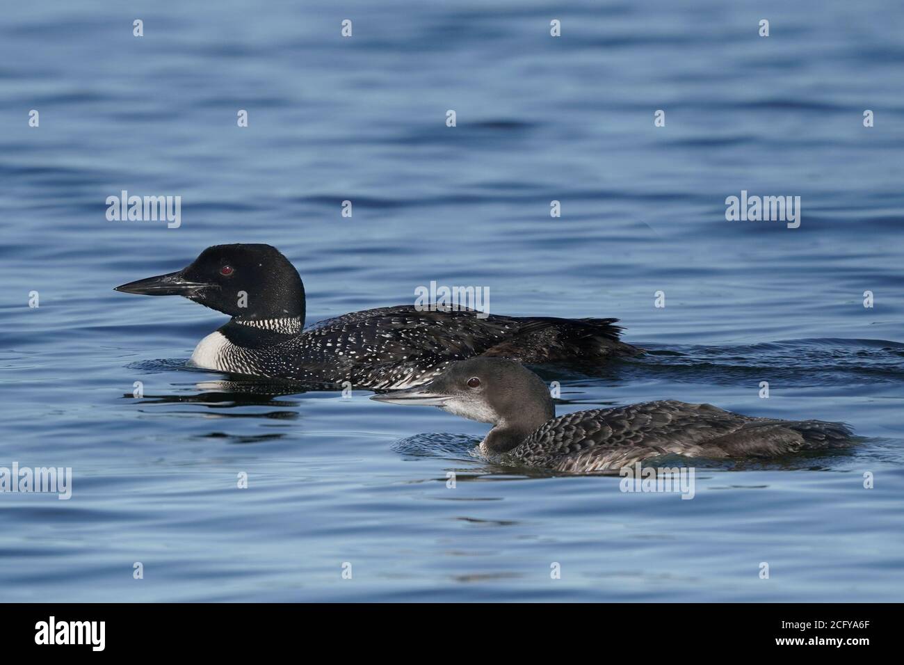 Common loon swimming underwater hi-res stock photography and images - Alamy