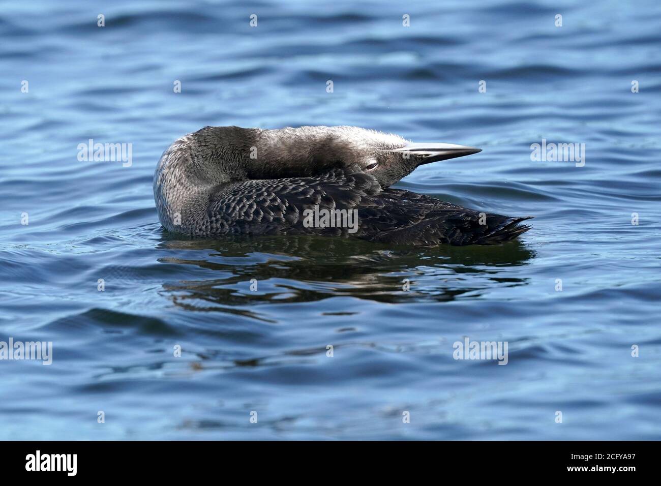 Common loon swimming underwater hi-res stock photography and images - Alamy