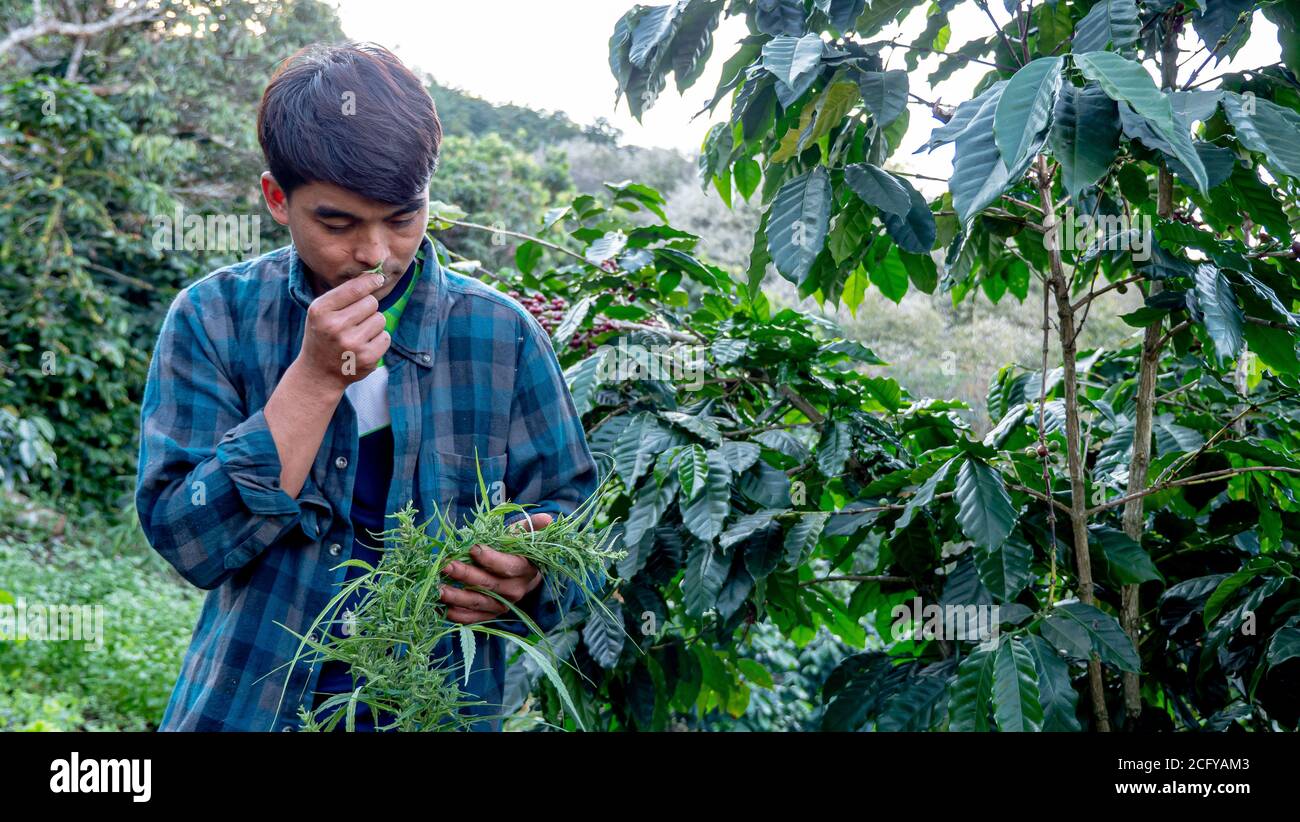 Portrait of farmer checking quality marijuana leaf in the plant Stock ...