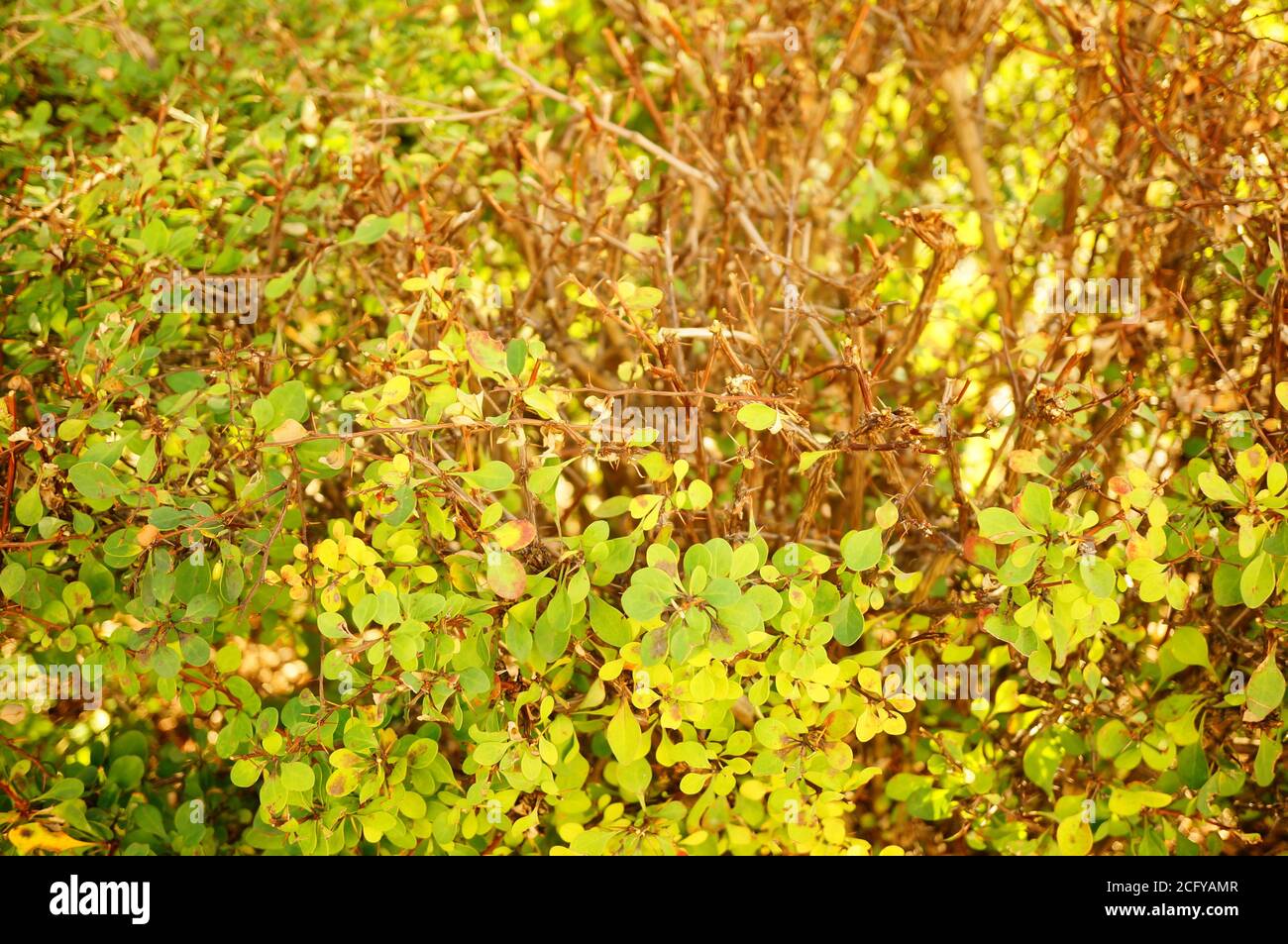 Green shrub close up Stock Photo - Alamy