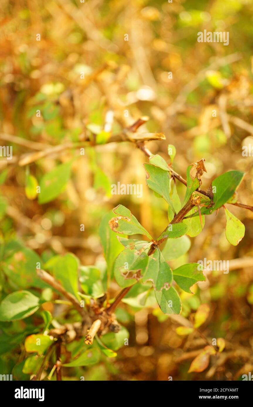 Green shrub close up Stock Photo - Alamy