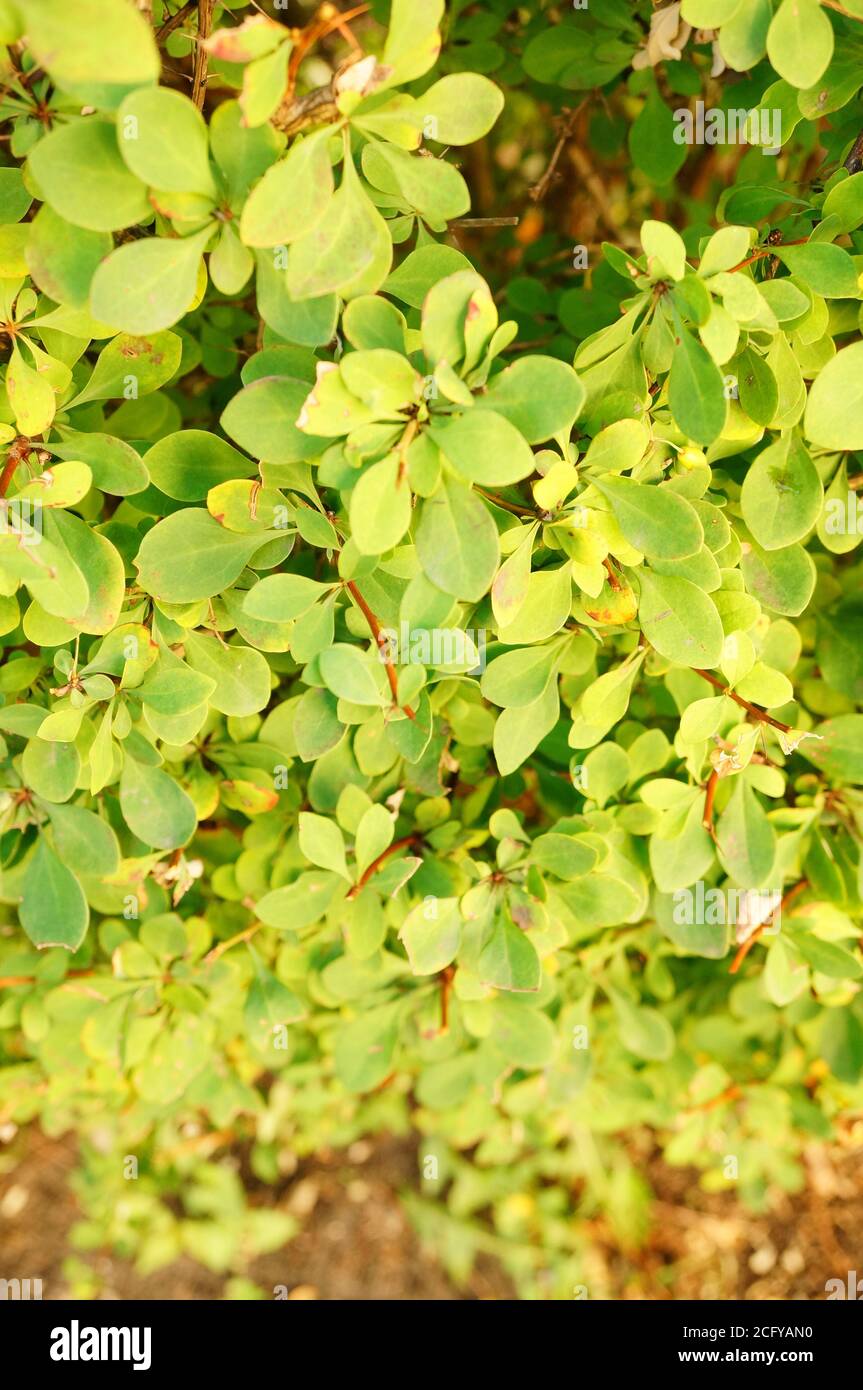 Green shrub close up Stock Photo - Alamy