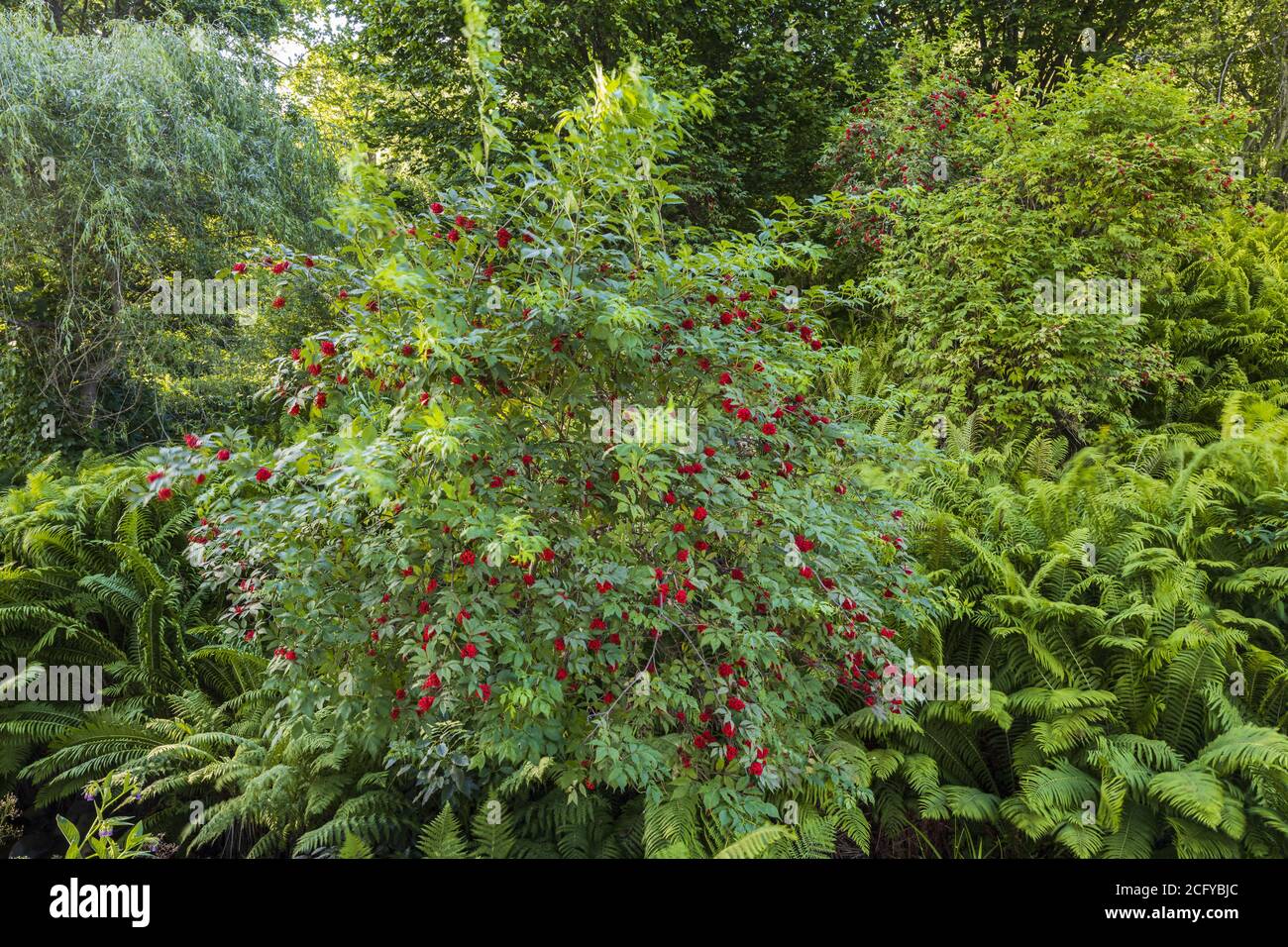 Beautiful view of green bushes with red berries. Green natural ...