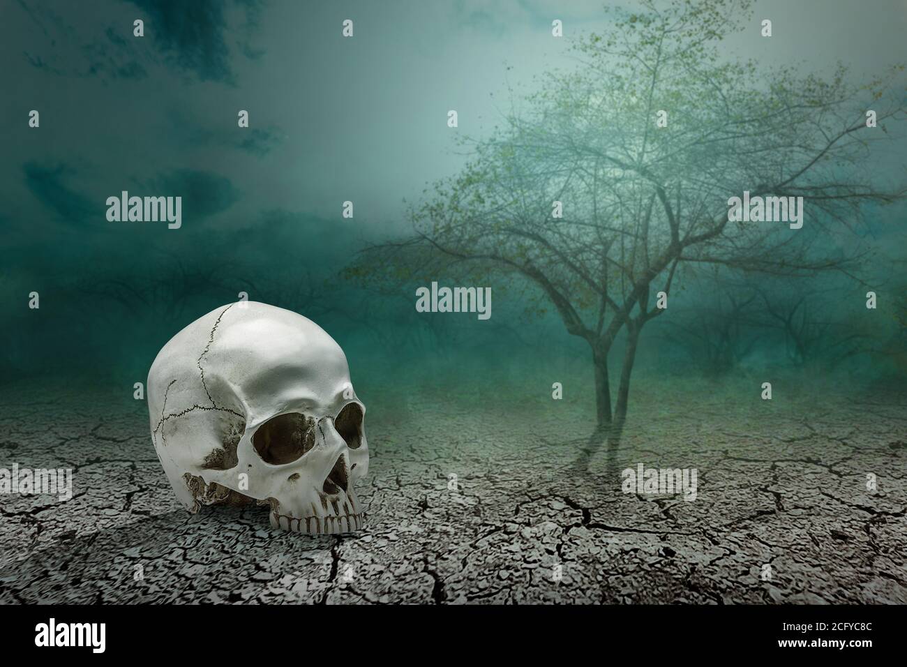 Human skull on the cracked ground with the night scene background Stock ...