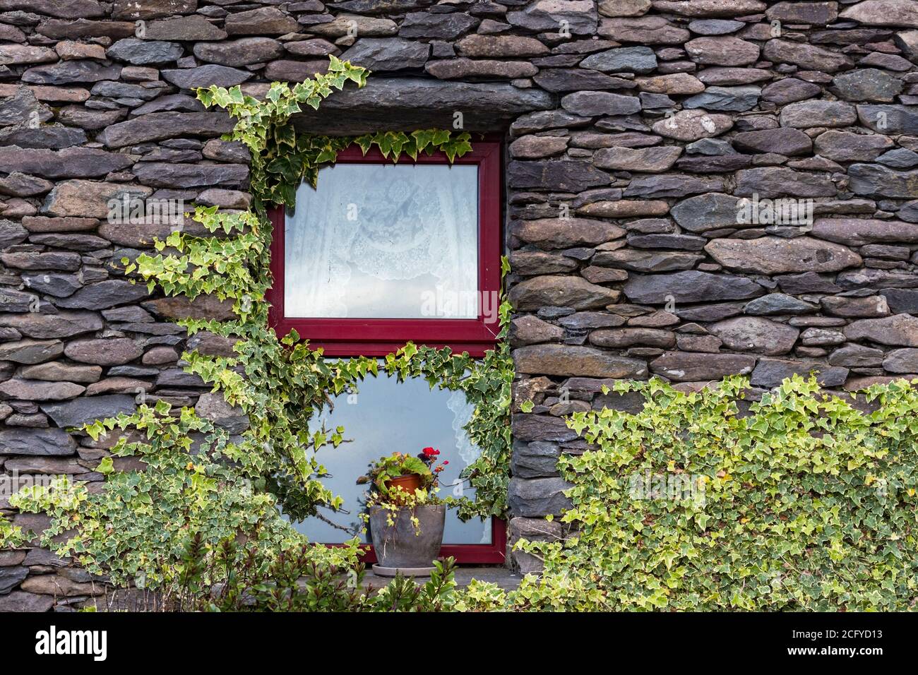 Red window of stone wall Irish cottage with flowers and ivy growing on ...