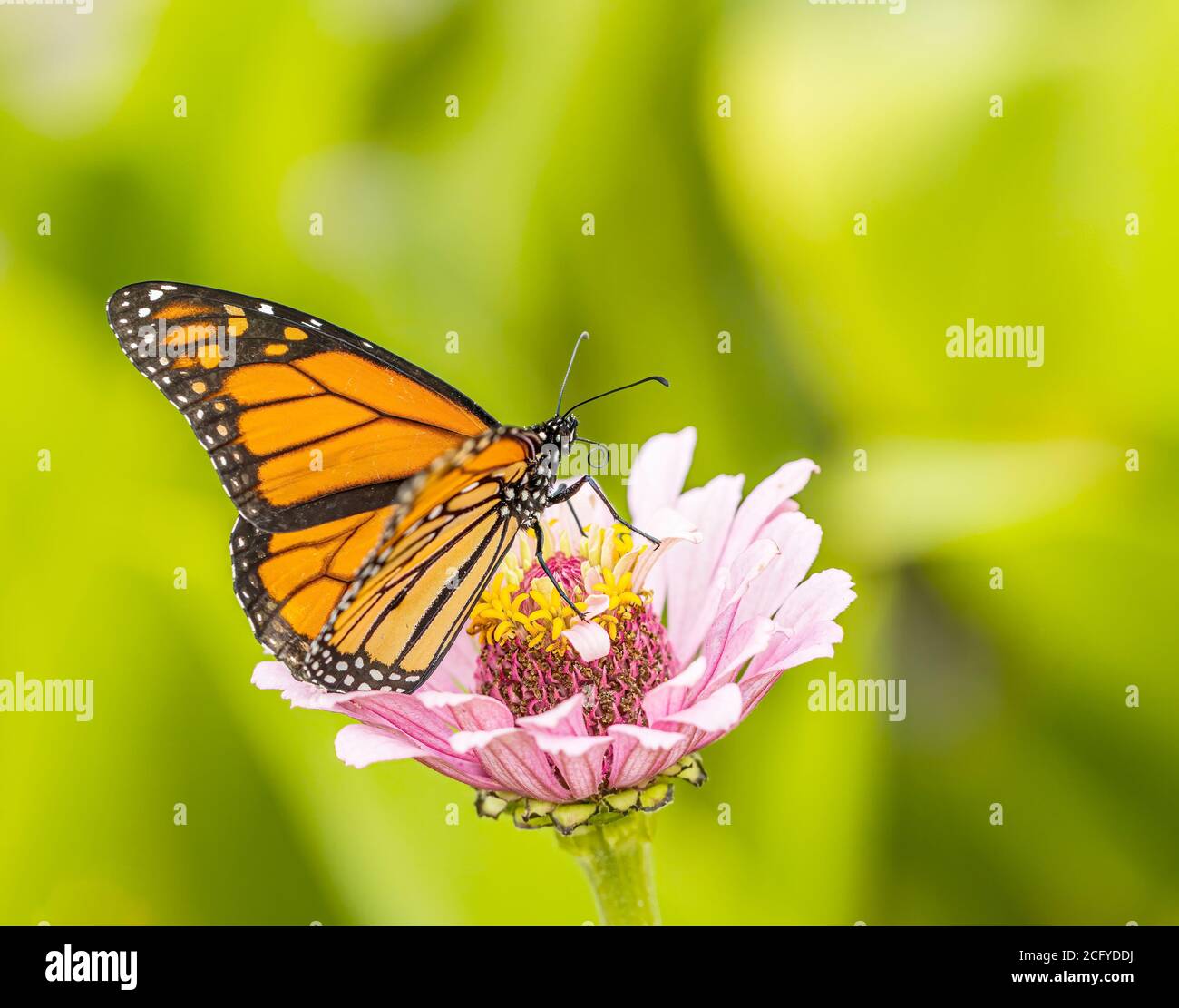 Tranquility striking hi-res stock photography and images - Alamy