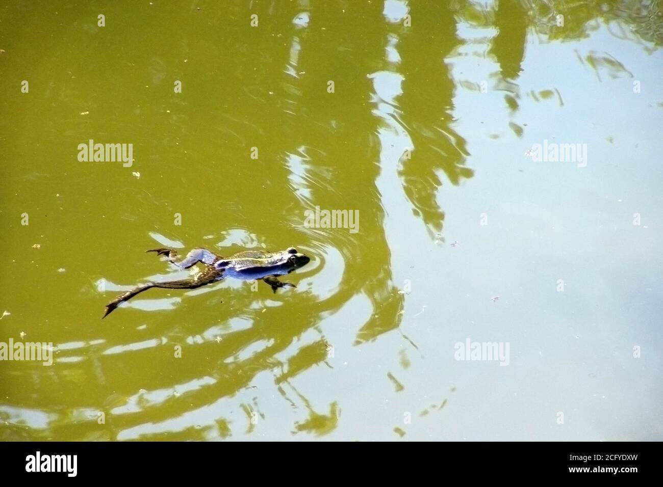 Frog swimming in a pond Stock Photo - Alamy