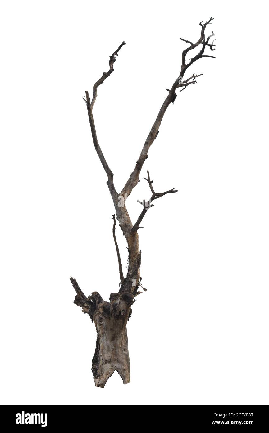 Dead tree isolated on white background, with clipping path Stock Photo ...