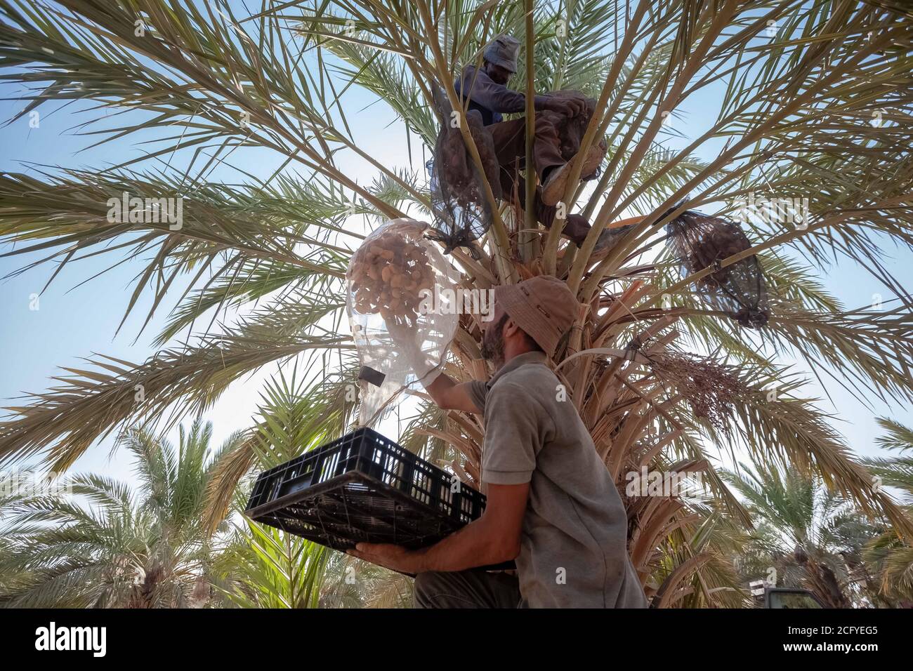 Palestinian farmers hi-res stock photography and images - Alamy