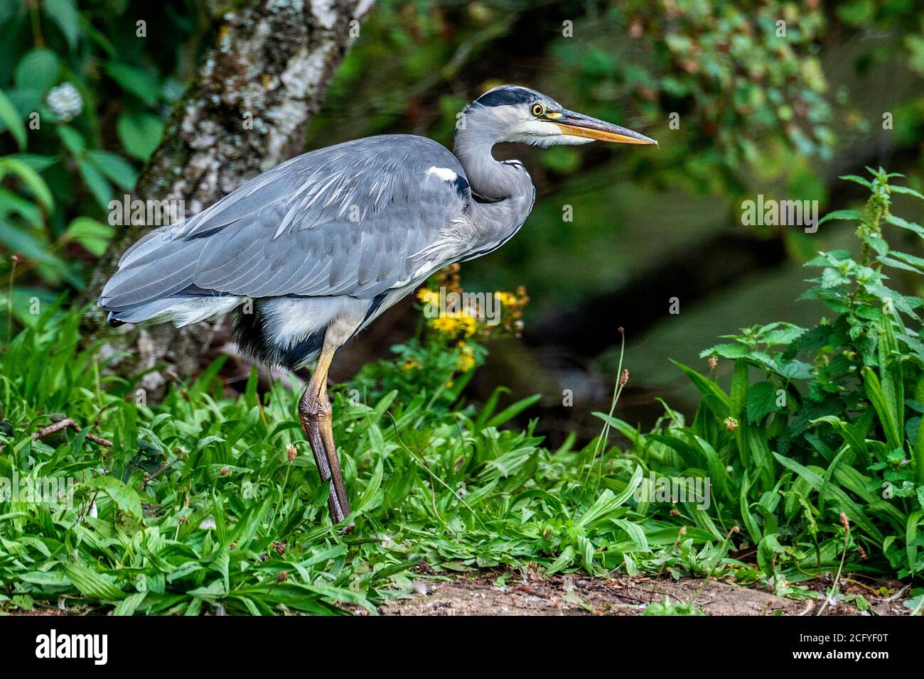 Grey heron, waterbird Stock Photo - Alamy