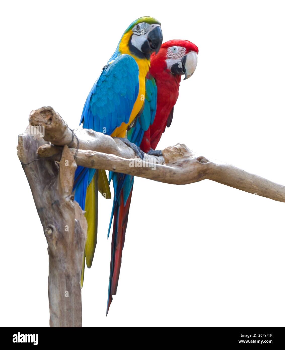 Couple of blue and red macaw parrots on branch isolated on white ...
