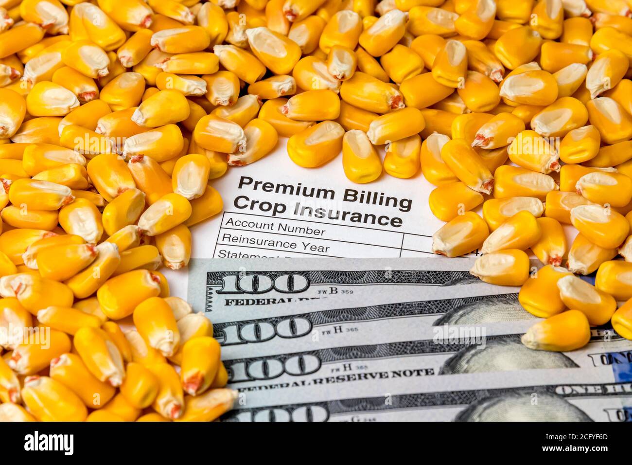Crop insurance, premium bill, corn kernels and 100 dollar bills ...