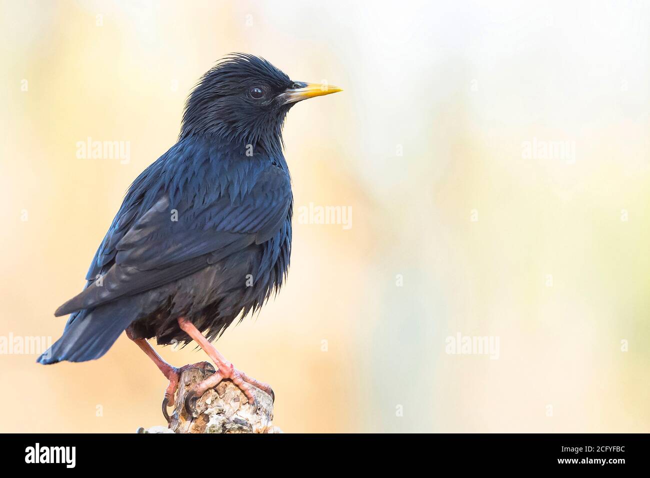 Insectos de africa hi-res stock photography and images - Alamy