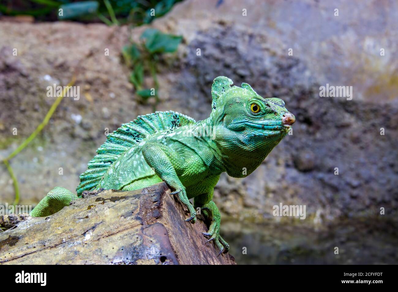 The closeup image of double crested basilisk. It is one of the largest ...