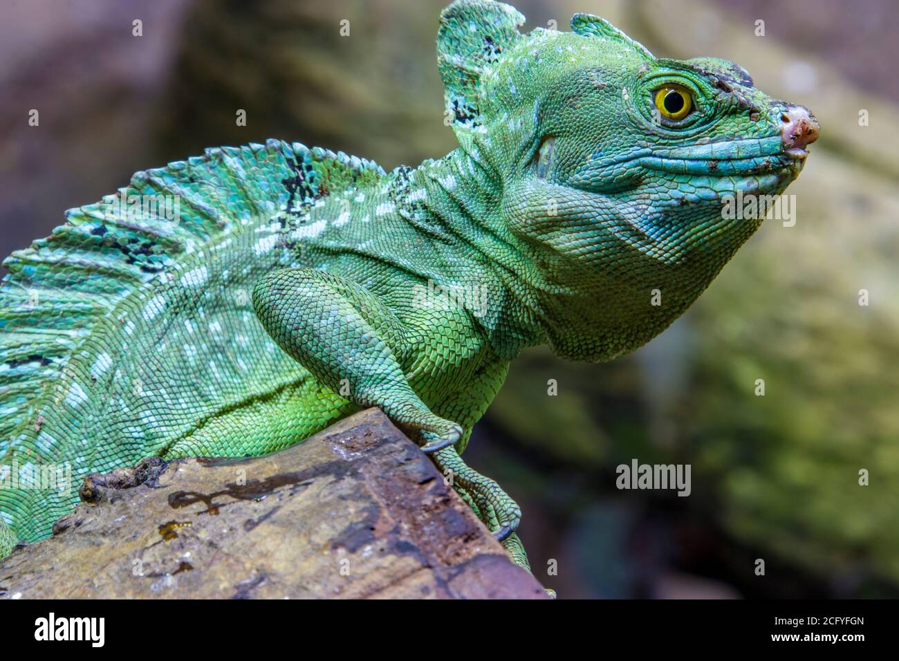 The closeup image of double crested basilisk. It is one of the largest ...