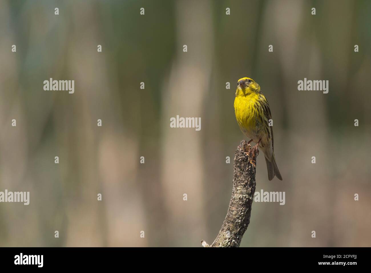 Tom cantó hi-res stock photography and images - Alamy