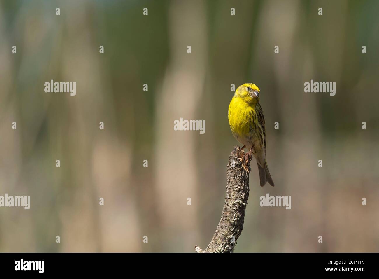 Portugal european serin bird hi-res stock photography and images - Alamy