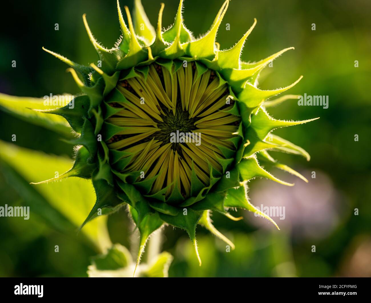 Big Flower Field High Resolution Stock Photography and Images - Alamy