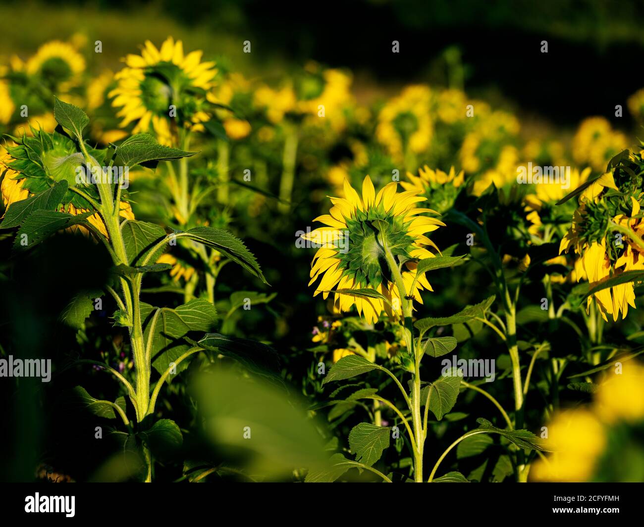 Big flower field hi-res stock photography and images - Alamy