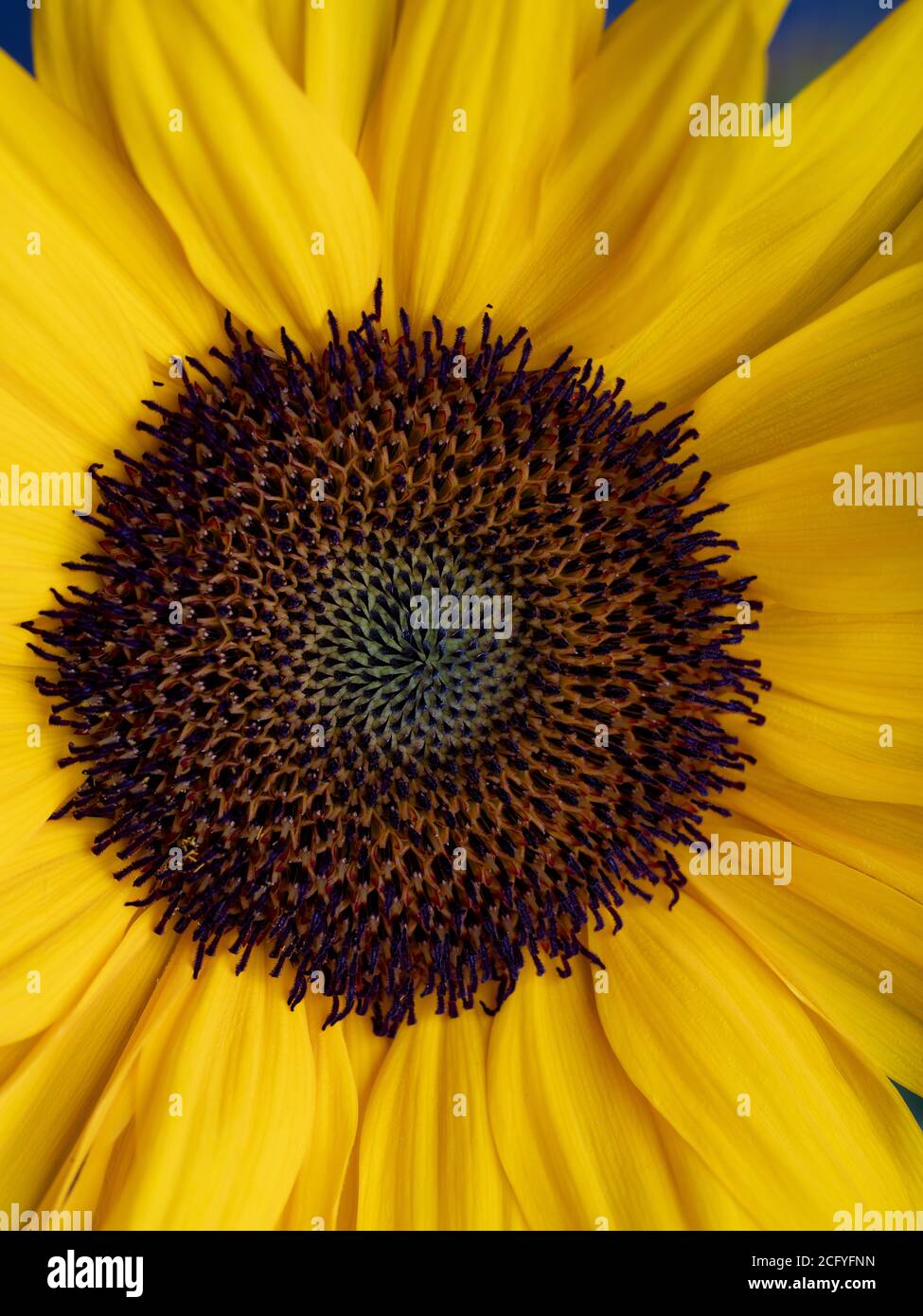 Big flower field hi-res stock photography and images - Alamy