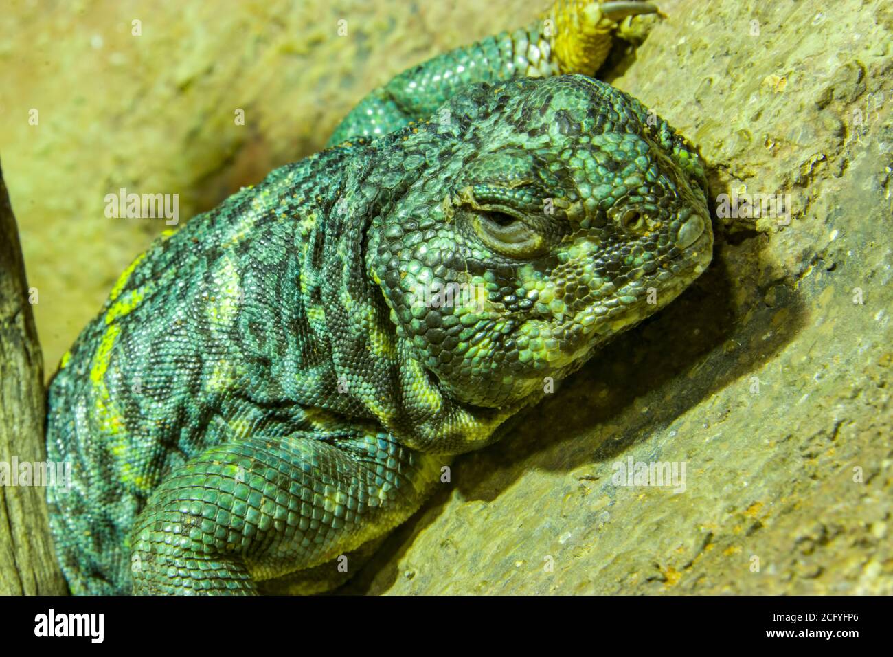 ornate mastigure (Uromastyx ornata) is a species of lizard in the ...