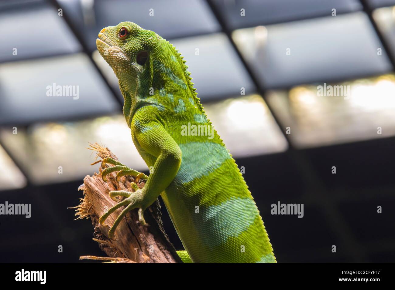the closeup image of Fiji banded iguana (Brachylophus fasciatus) An ...