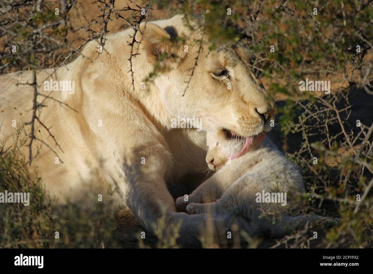 Female white lion (Panthera leo) cleaning lion cub South Africa Stock ...