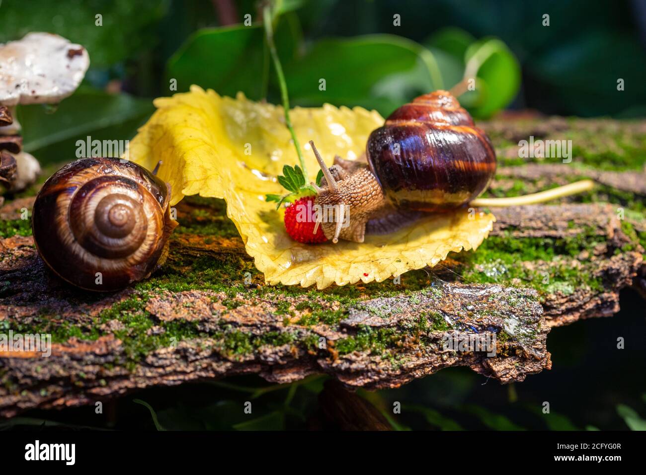 Large snails crawling along the bark of a tree. Photo in the wild ...