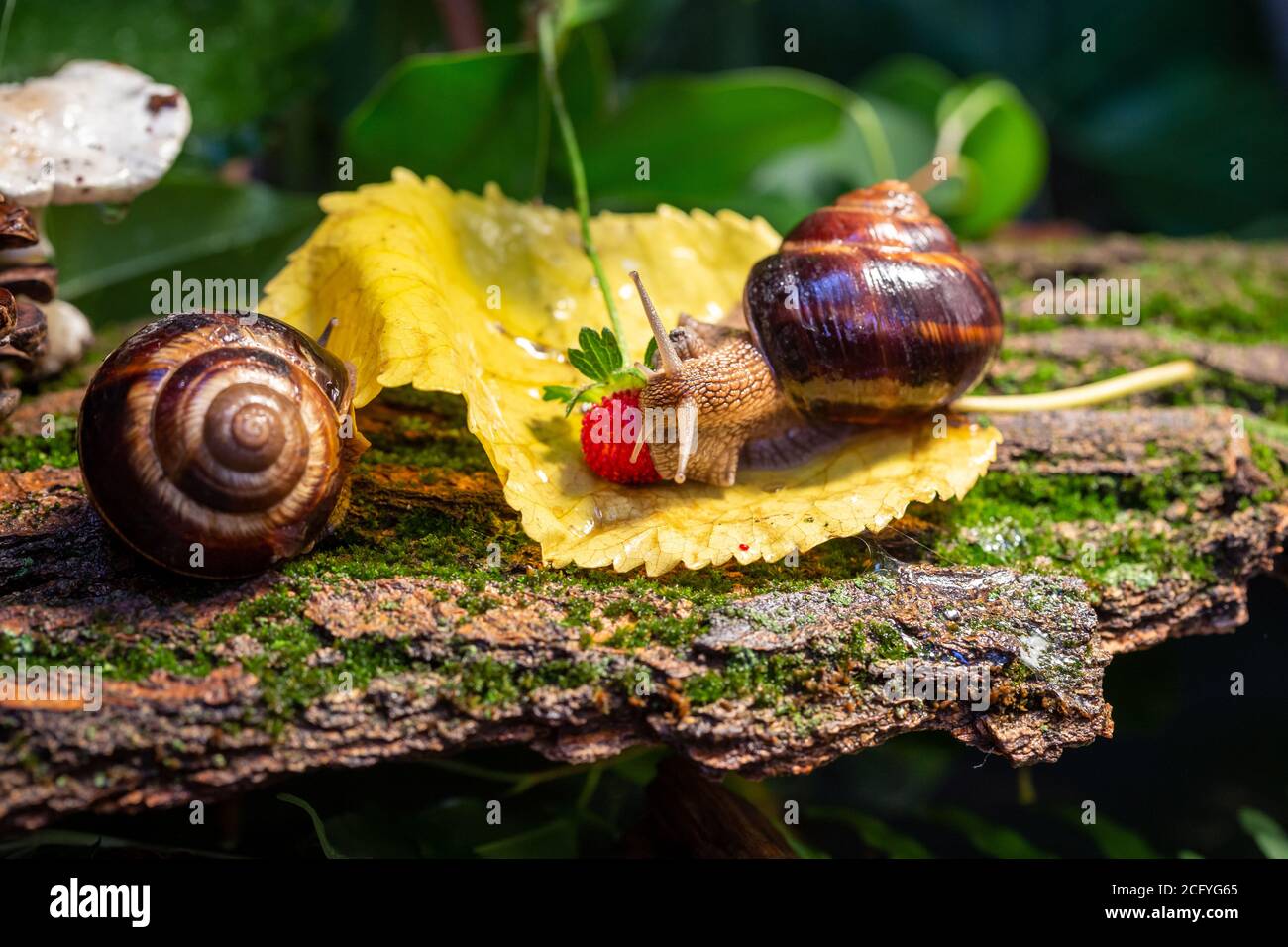 Large snails crawling along the bark of a tree. Photo in the wild ...