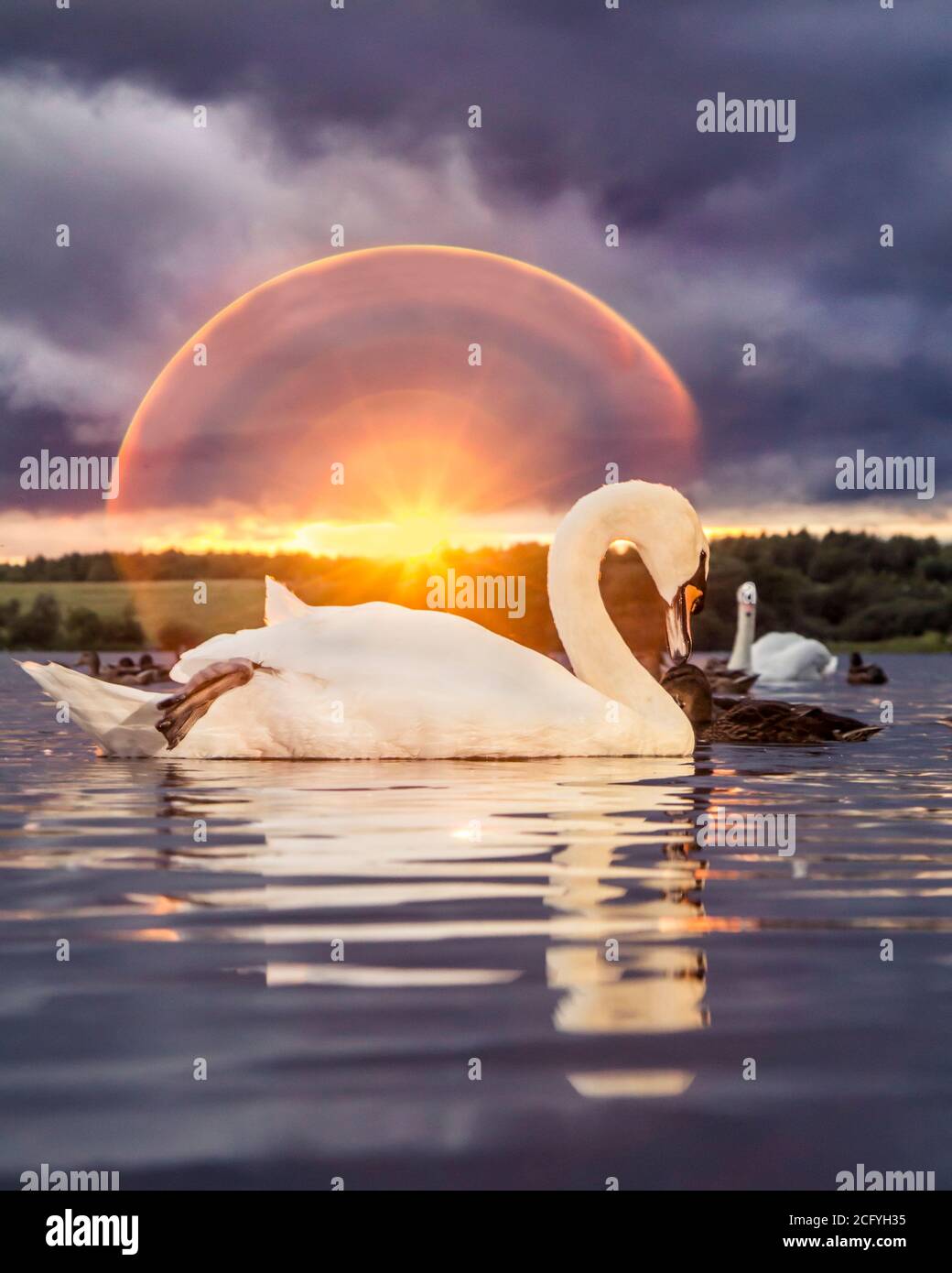 A beautifully framed Swan at sunset with a nice blue and orange tones ...