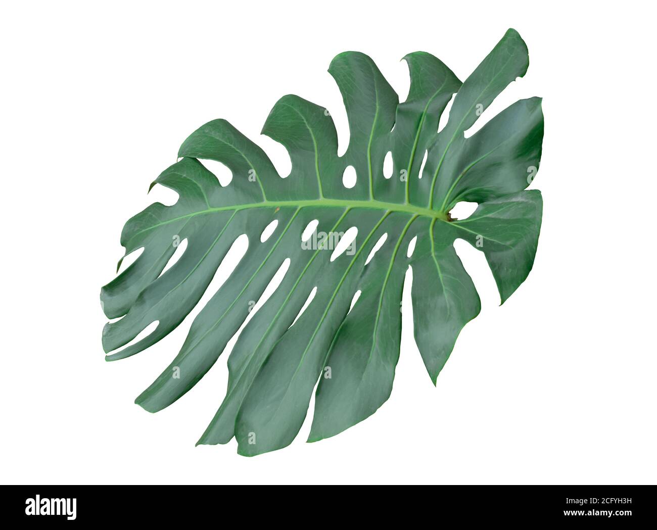 Leaf swiss cheese plant, isolated on white background. Tropical jungle ...