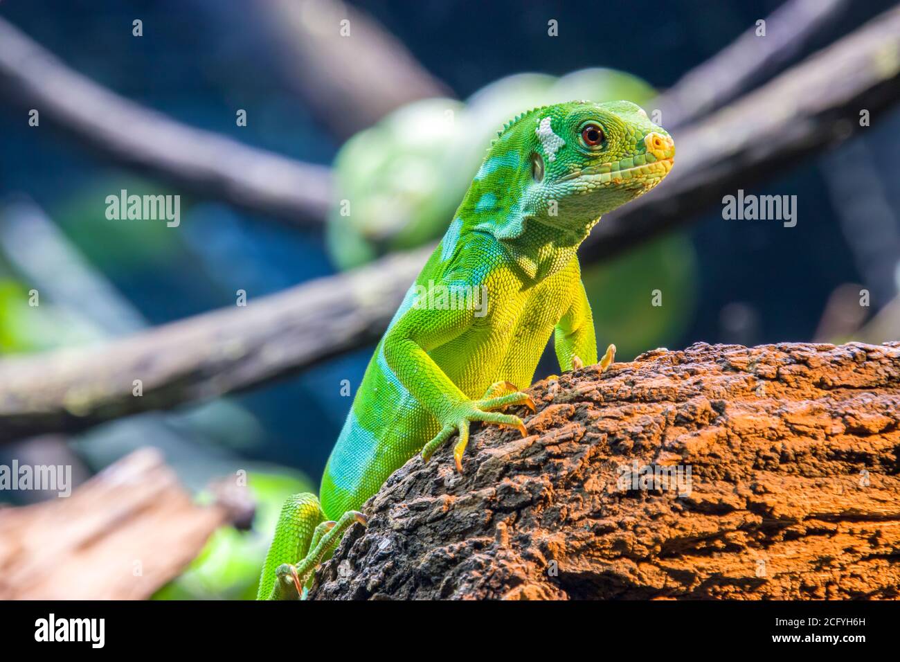 the closeup image of Fiji banded iguana (Brachylophus fasciatus) An ...