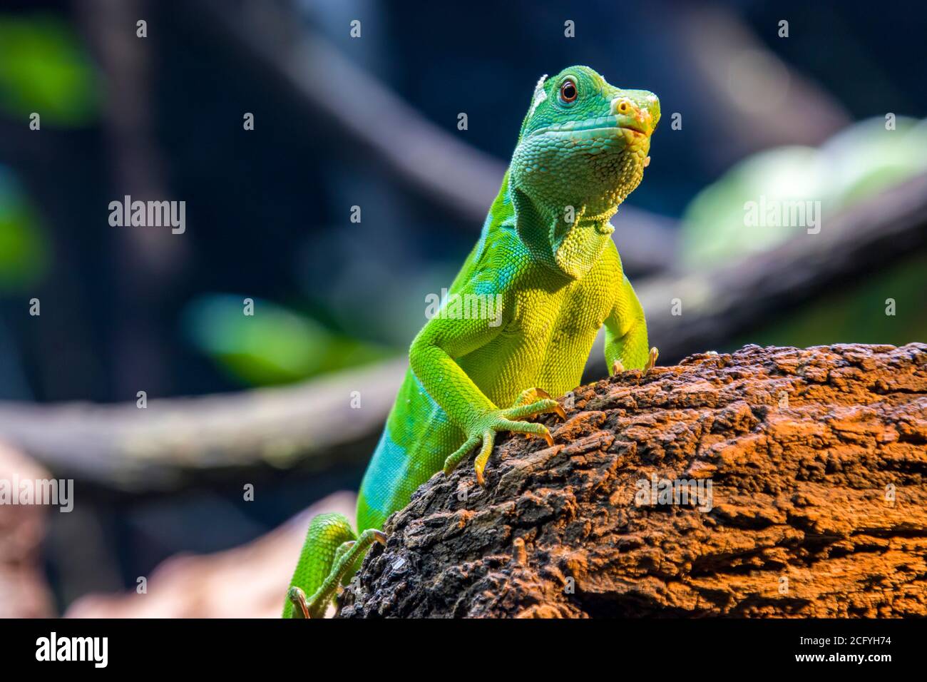 the closeup image of Fiji banded iguana (Brachylophus fasciatus) An ...